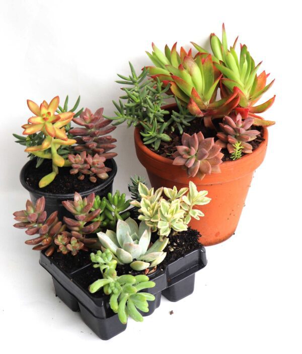 Succulent Mix - The Plant Café